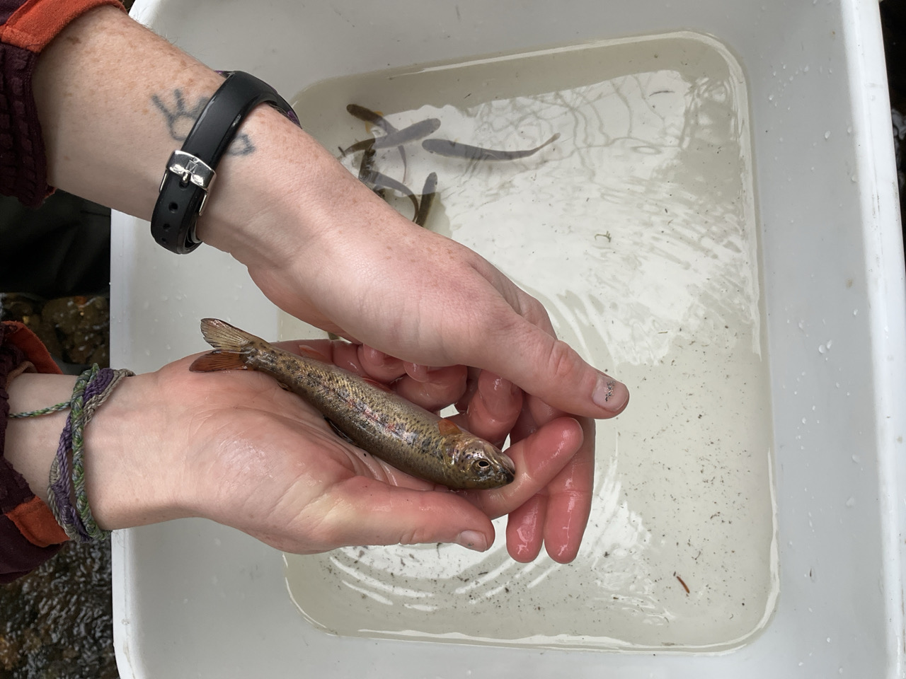 Nomination Details - Anadromous Waters Catalog - Sport Fish