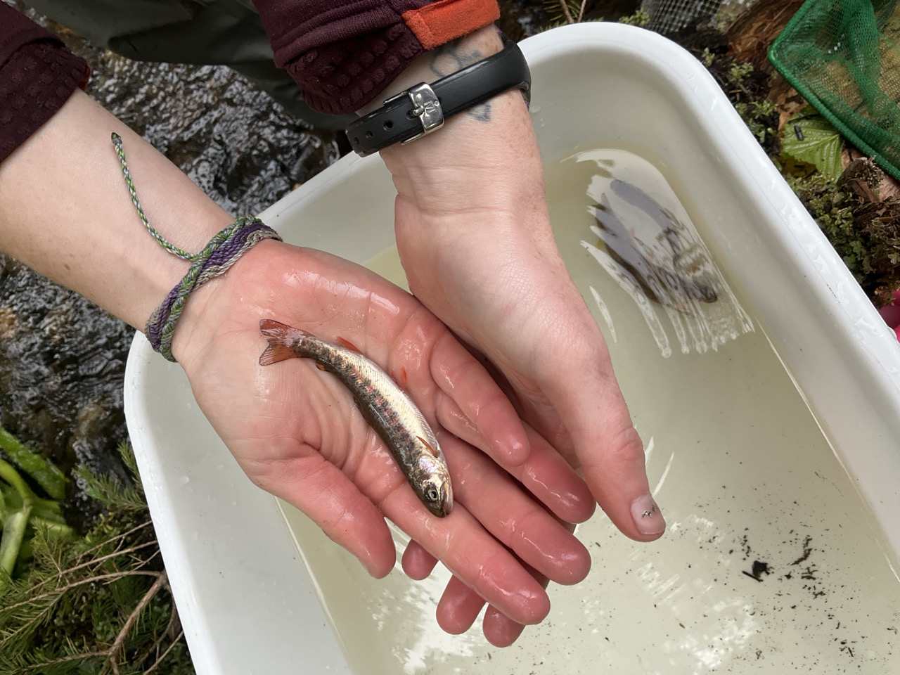 Nomination Details - Anadromous Waters Catalog - Sport Fish