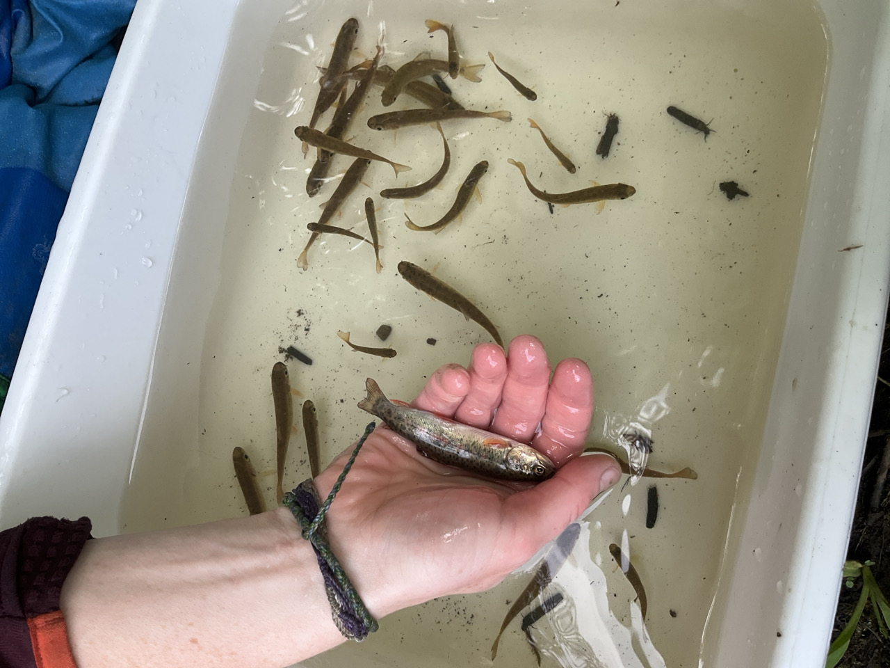 Nomination Details - Anadromous Waters Catalog - Sport Fish