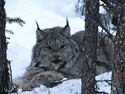 Alaska Trapper Questionnaire - Complete, Alaska Department of Fish and Game