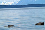 Alaska Wildlife News Online Magazine, Alaska Department of Fish and Game
