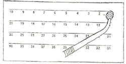 Chinook Salmon Scale-based Age Estimation: Scale Processing, Alaska ...
