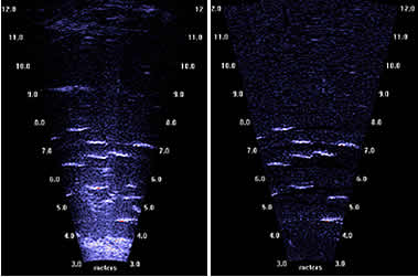Sonar Tools: DIDSON, Alaska Fisheries Sonar, Alaska Department of Fish ...