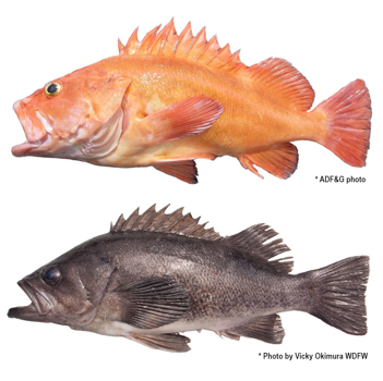 Sport Fisheries, Alaska Department of Fish and Game