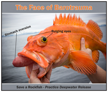 Sport Fisheries, Alaska Department of Fish and Game