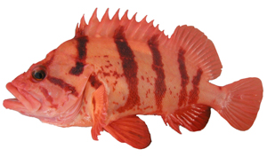 Sport Fisheries, Alaska Department of Fish and Game