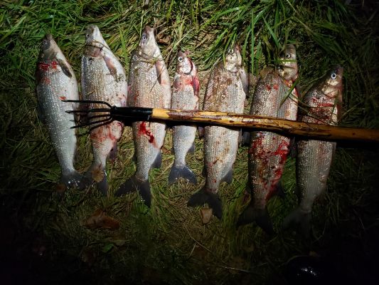Sport Fisheries, Alaska Department of Fish and Game
