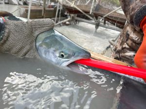 Sport Fisheries, Alaska Department of Fish and Game