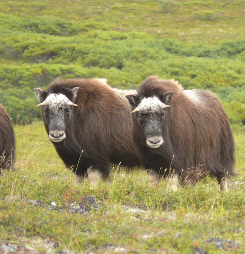 Muskox Identification, Alaska Department of Fish and Game