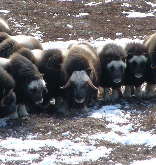 Muskox Identification, Alaska Department of Fish and Game