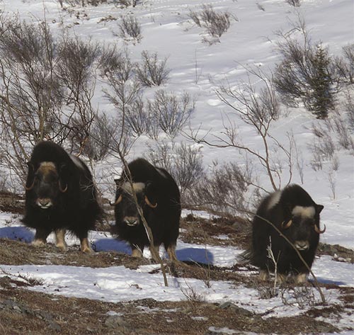 Muskox Identification, Alaska Department of Fish and Game
