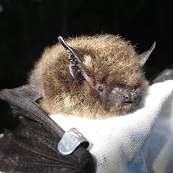 Bats - Citizen Science, Alaska Department of Fish and Game