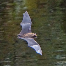 Bats - Citizen Science, Alaska Department of Fish and Game