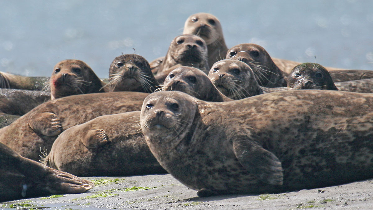 Marine Mammal Program Research, Alaska Department of Fish and Game