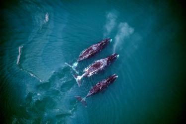 Bowhead Whale - Federally Listed - Threatened, Endangered, and ...