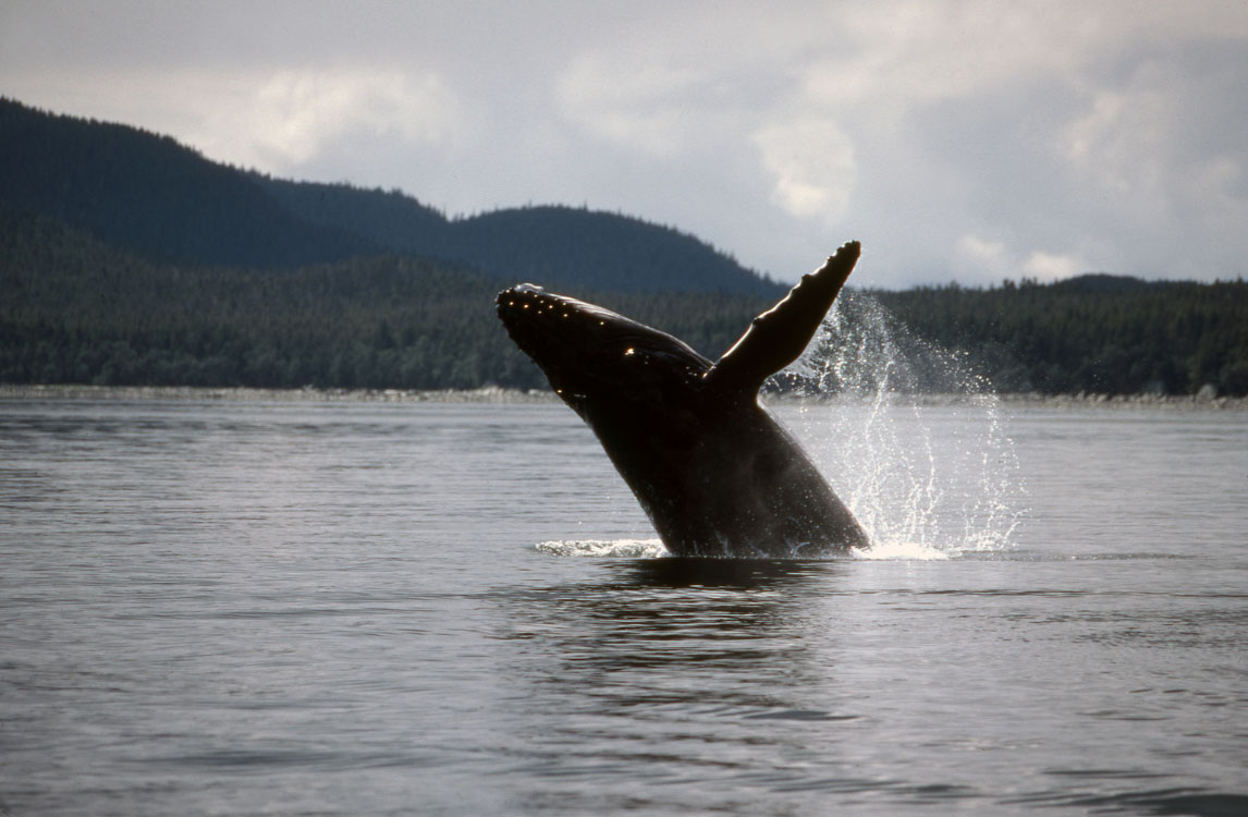 Humpback Whale (Western North Pacific DPS and Mexico DPS) - Federally ...
