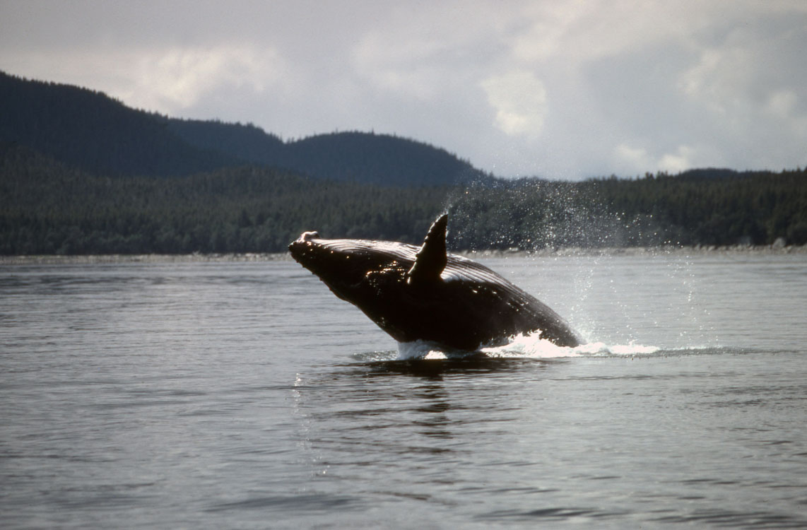 Humpback Whale (Western North Pacific DPS and Mexico DPS) - Federally ...