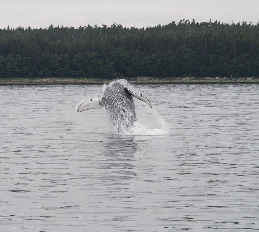 Humpback Whale (Western North Pacific DPS and Mexico DPS) - Federally ...