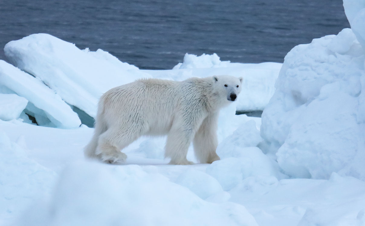 Polar Bear - Federally Listed - Threatened, Endangered, and Diversity ...