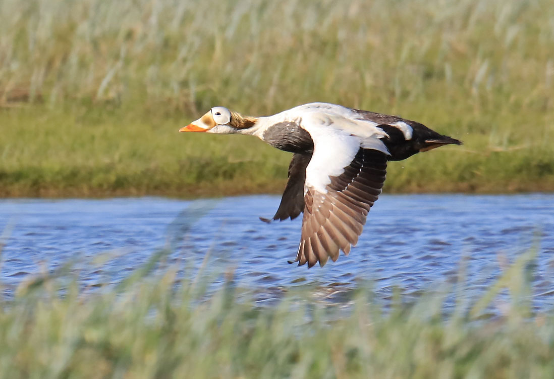 Spectacled Eider - Federally Listed - Threatened, Endangered, and ...