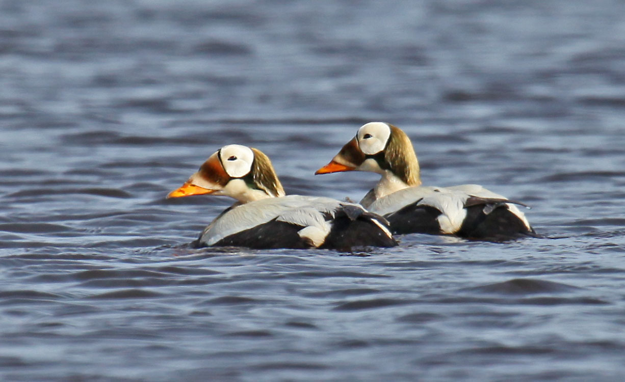 Spectacled Eider - Federally Listed - Threatened, Endangered, and ...