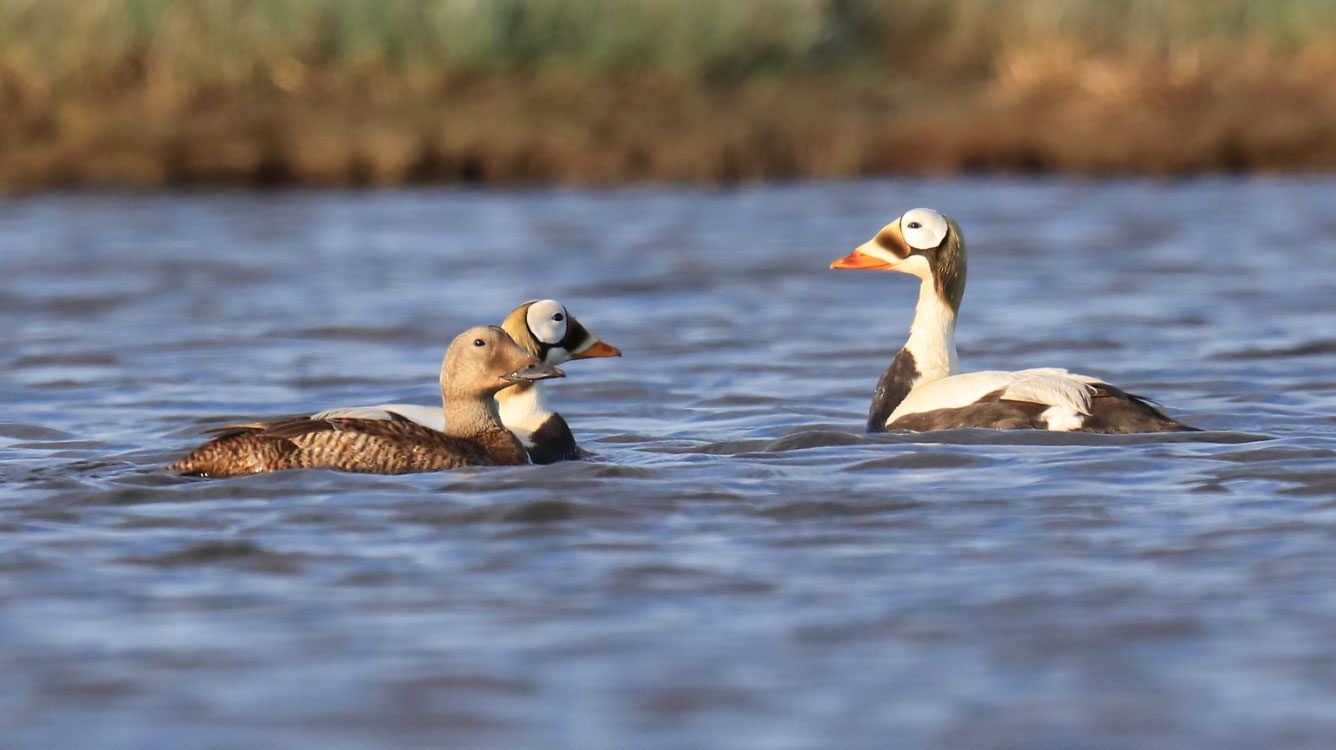 Spectacled Eider - Federally Listed - Threatened, Endangered, and ...