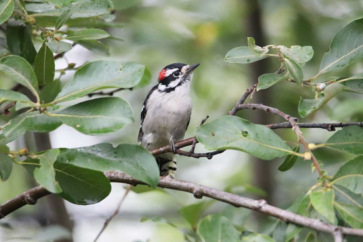 Prevent Window Collisions, Alaska Department of Fish and Game