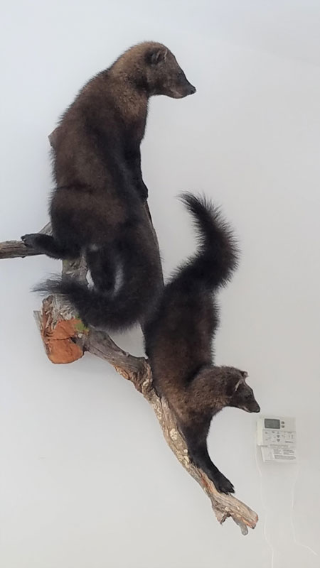 Fisher Photo Gallery, Alaska Department of Fish and Game