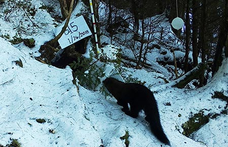 Fisher Photo Gallery, Alaska Department of Fish and Game