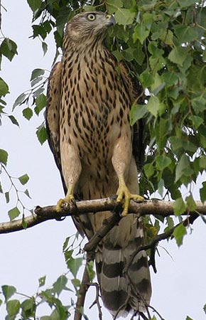 Northern Goshawk Photo Gallery, Alaska Department of Fish and Game