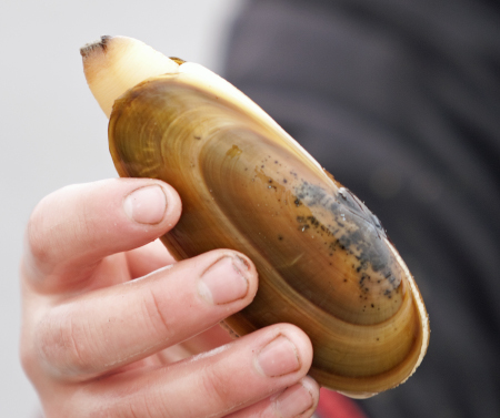 Razor Clam Photo Gallery, Alaska Department of Fish and Game