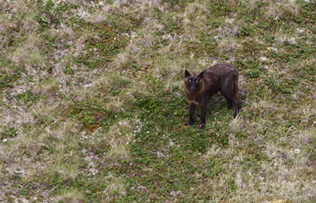 Wolf Photo Gallery, Alaska Department of Fish and Game