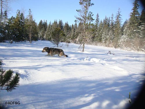 Virtual Wildlife Viewing - Trailcams, Alaska Department of Fish and Game